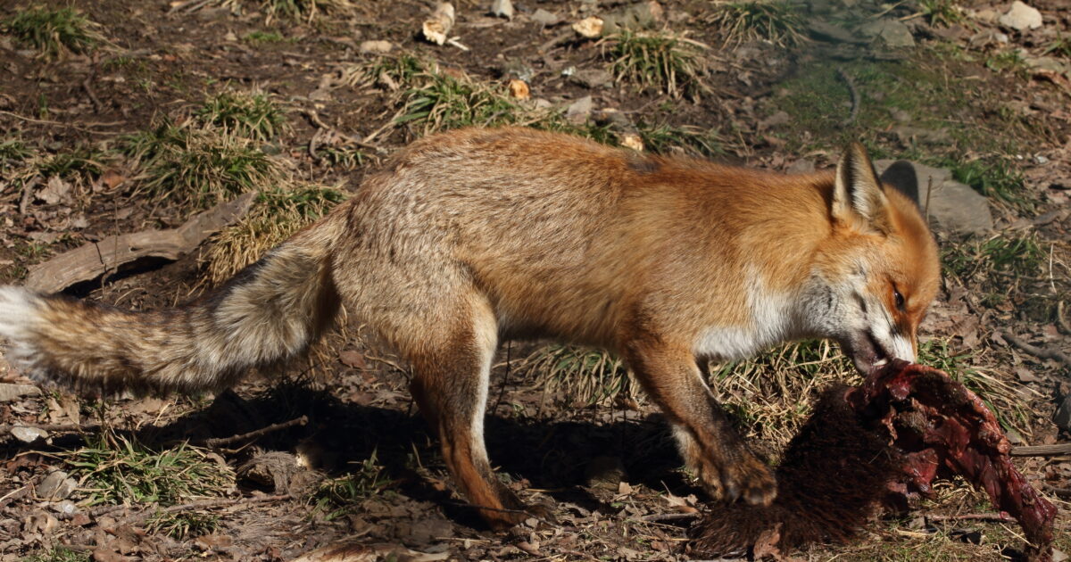 Pre-Lambing Fox… | Landscape South Australia - Hills & Fleurieu